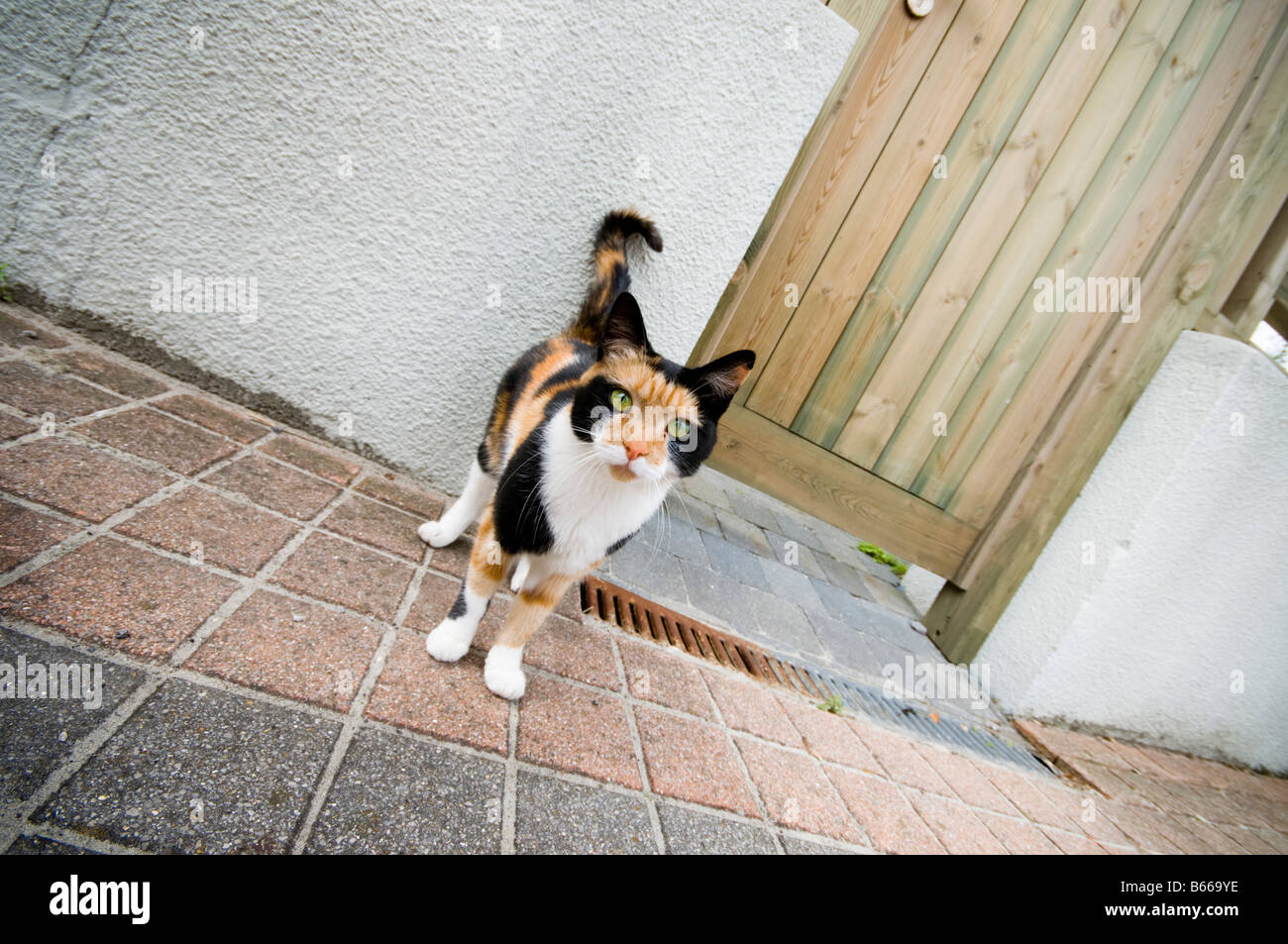 Domestic Tortoise Shell Cat Stock Photo - Alamy