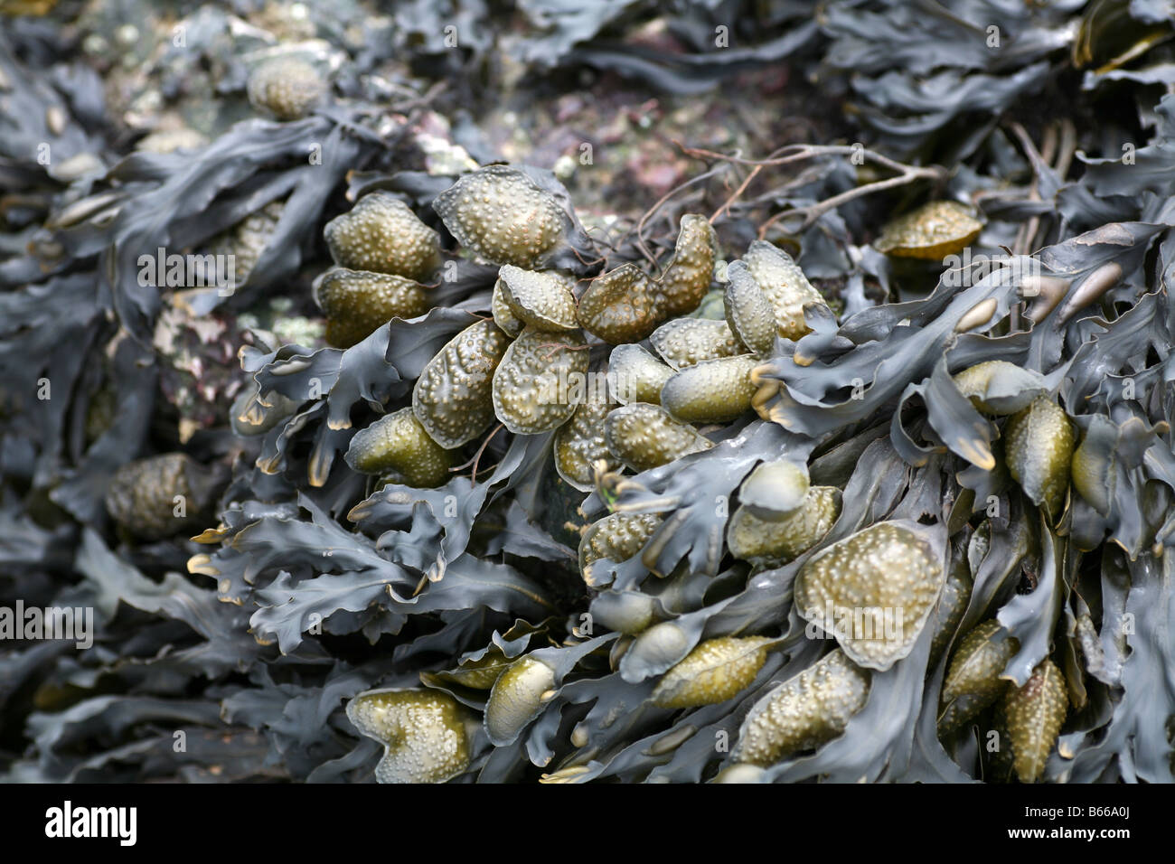 Bladder weed hi-res stock photography and images - Alamy