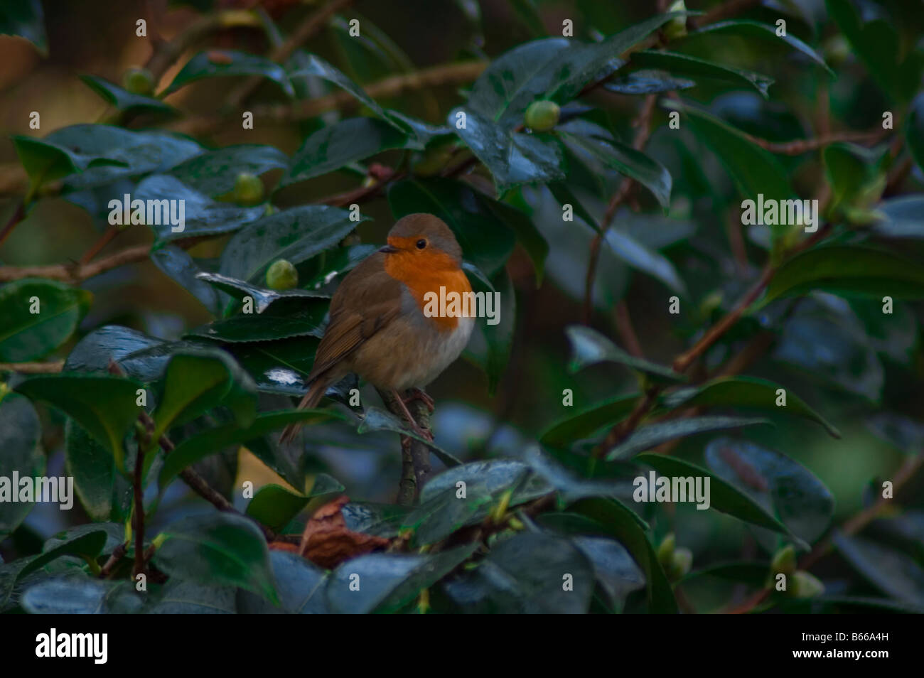 Robin in a tree, UK Stock Photo - Alamy