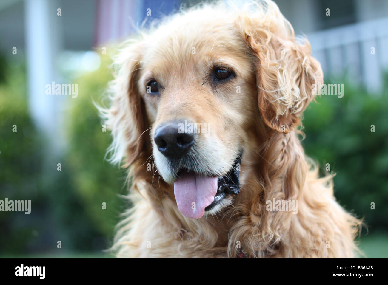 Male golden retriever hi-res stock photography and images - Alamy