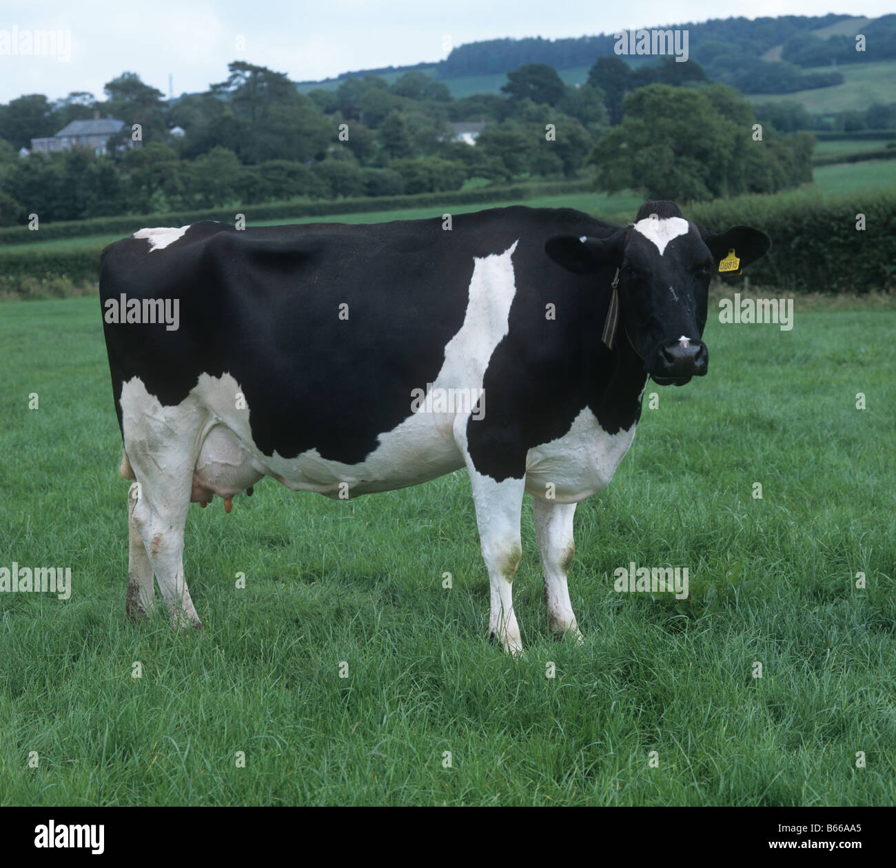 Holstein cow hi-res stock photography and images - Alamy