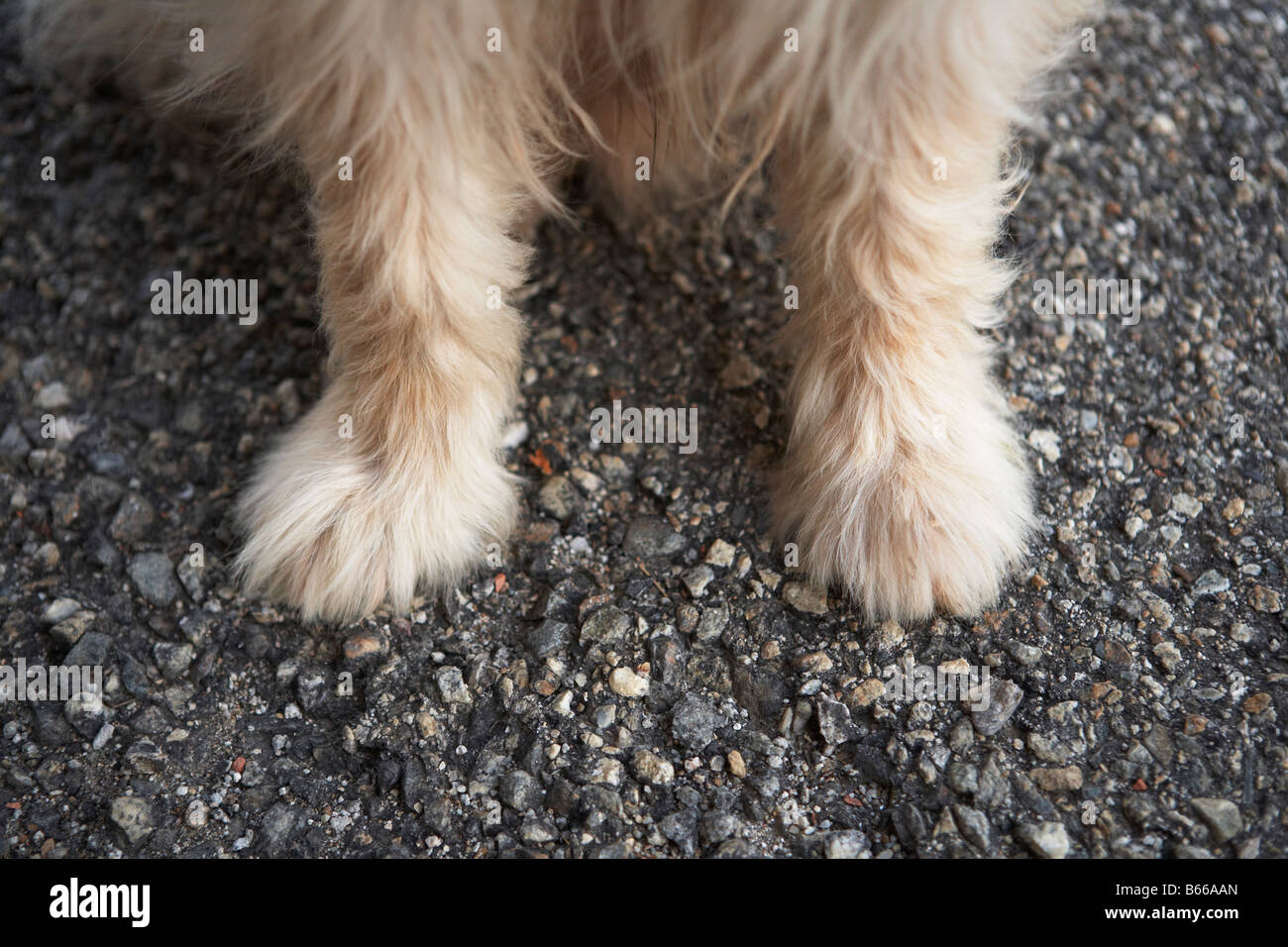 Close-up of a dog's two front paws on tarmac Stock Photo - Alamy