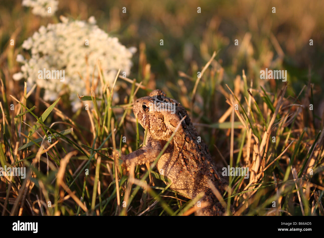 Toad in grass Stock Photo - Alamy