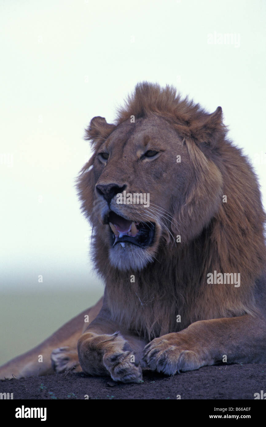 lion resting on ground Stock Photo - Alamy