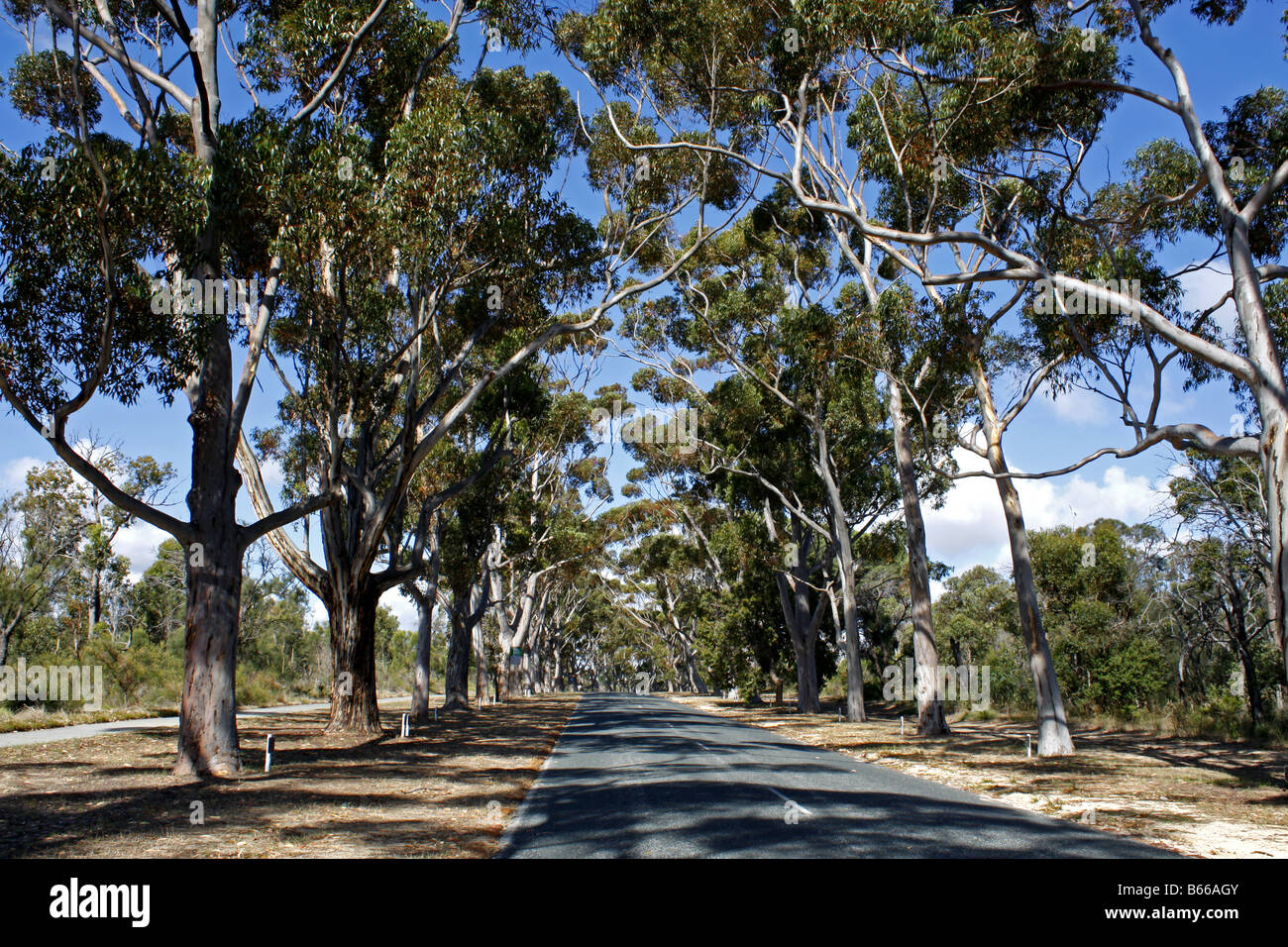Australia western australia gum trees hi-res stock photography and ...