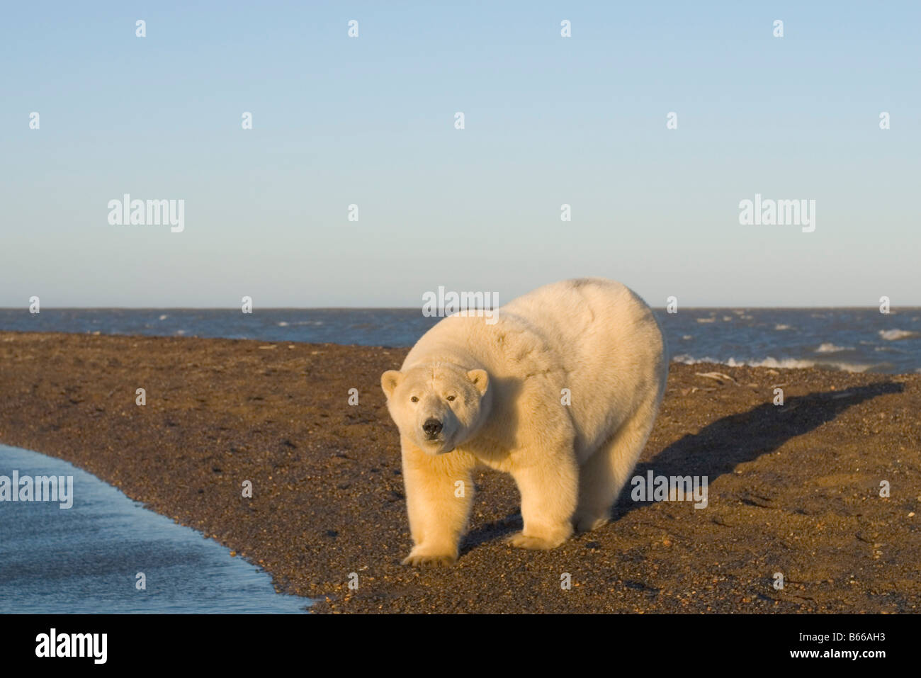 Polar bear Ursus maritimus sow with a satellite radio collar travels on ...