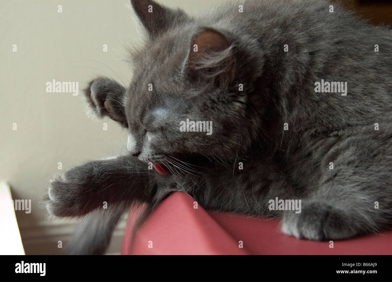 Kitten grooming hi-res stock photography and images - Alamy