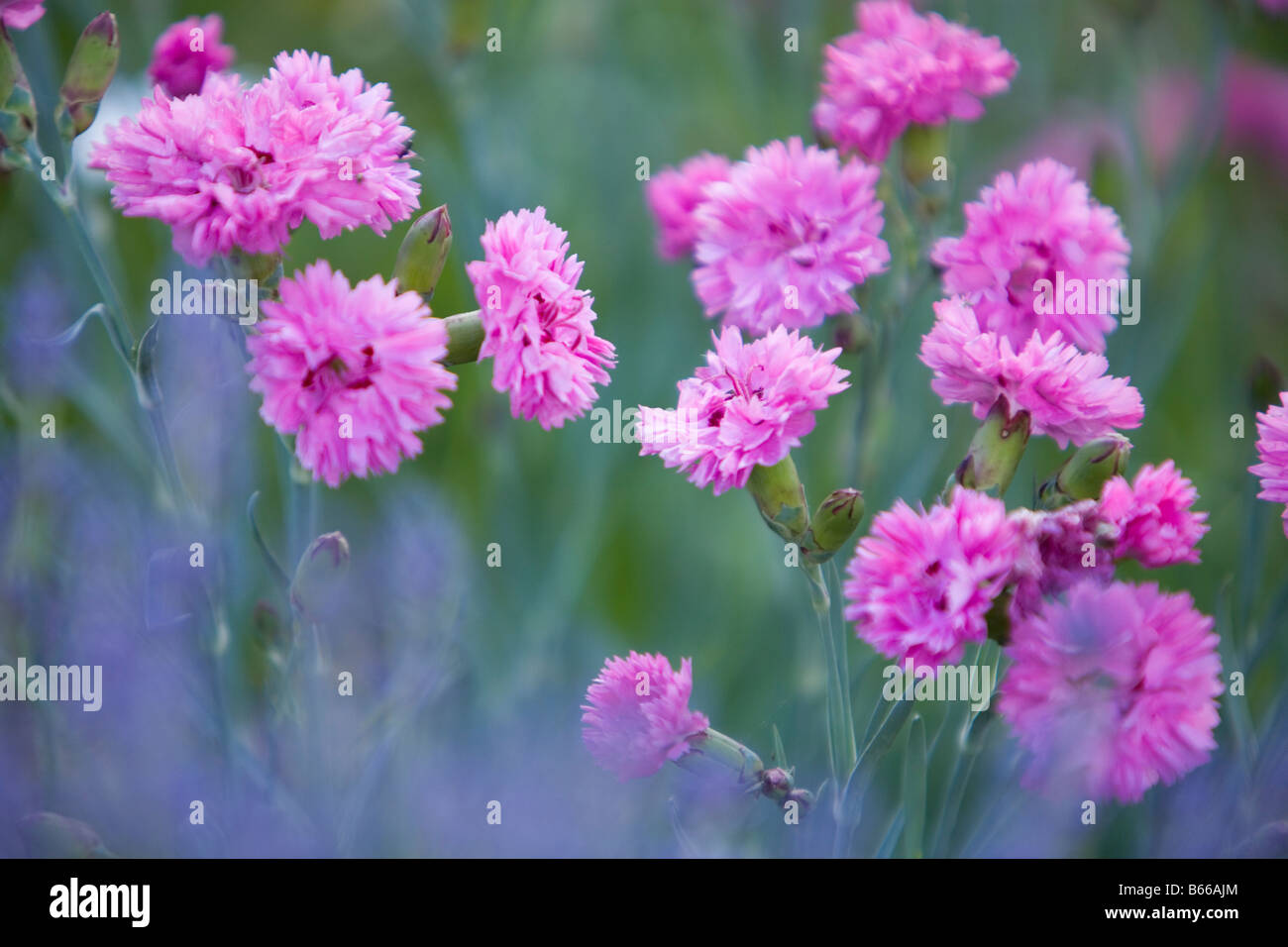 Group of lavender and pinks in a garden Stock Photo - Alamy