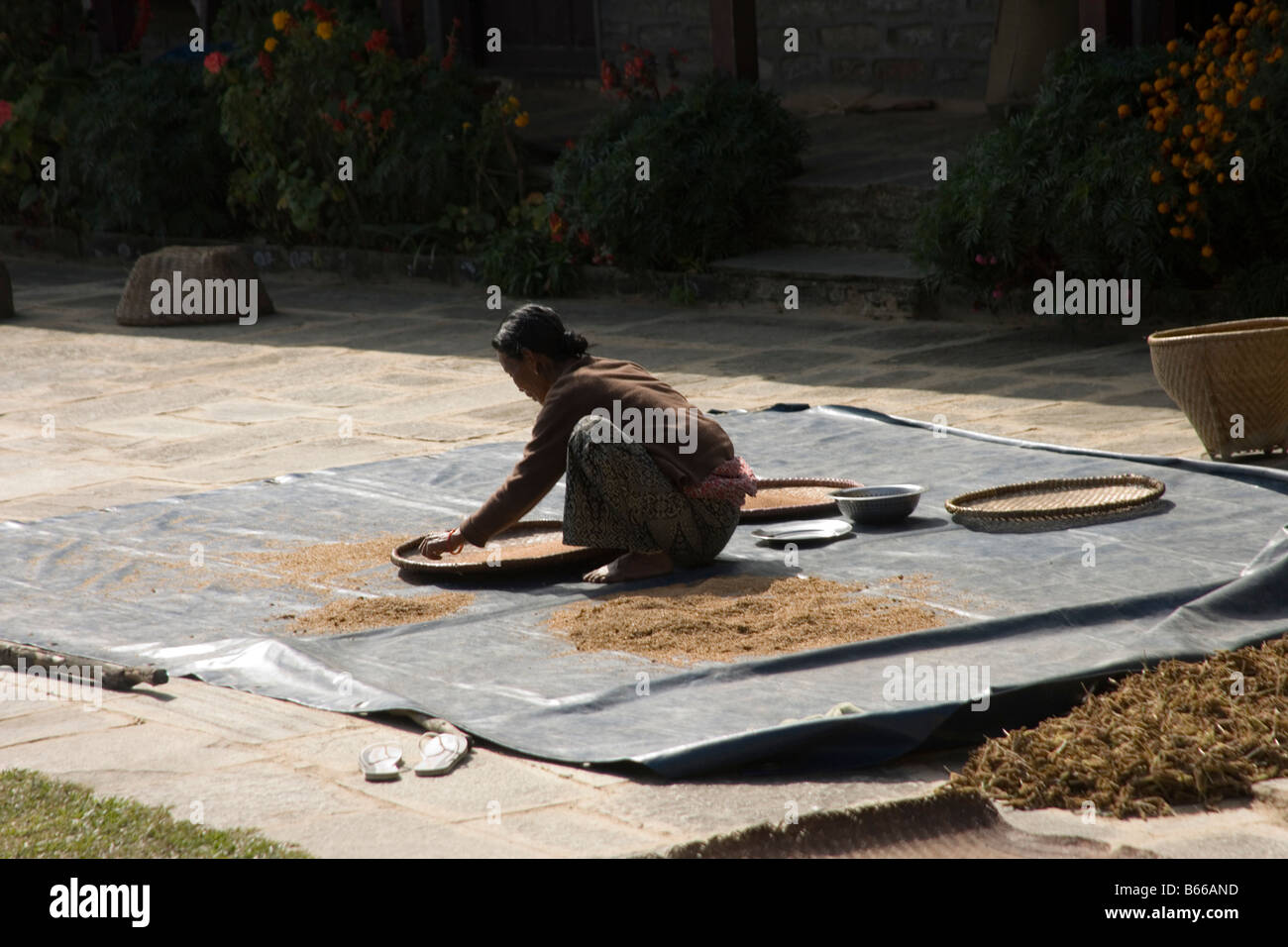 Farmhouse and drying millet in Ghandruk village in the Modi river ...
