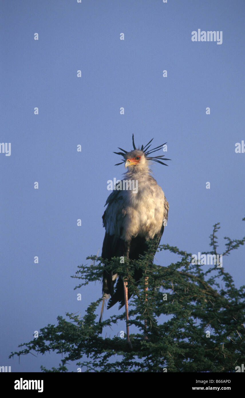 secretary bird in tree Stock Photo - Alamy