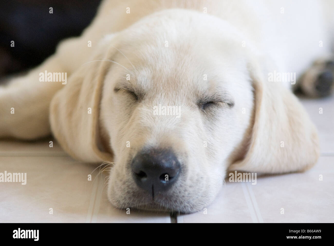 Yellow labrador dog asleep Stock Photo - Alamy