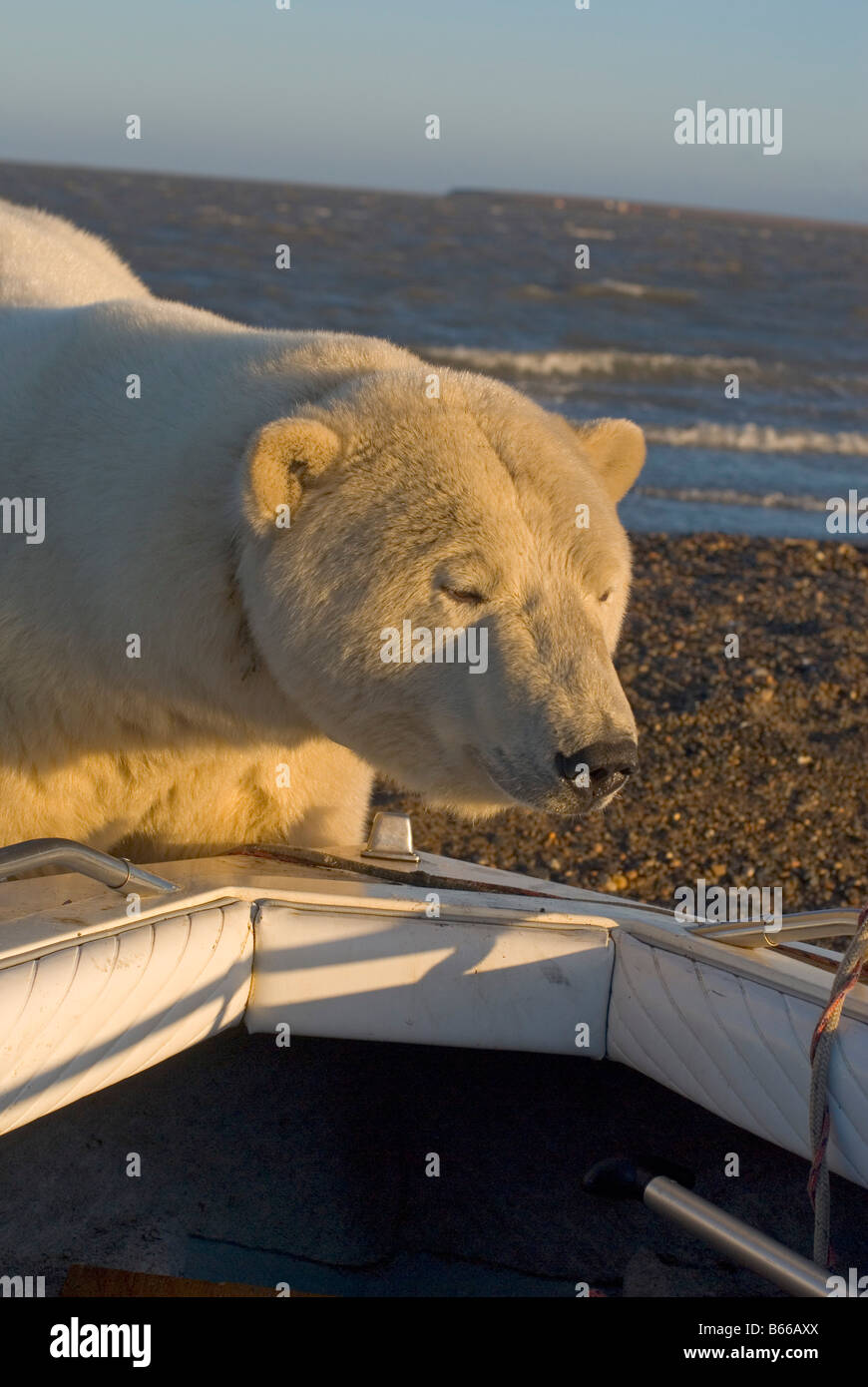 polar bear Ursus maritimus radio collared sow curiously checks out a ...