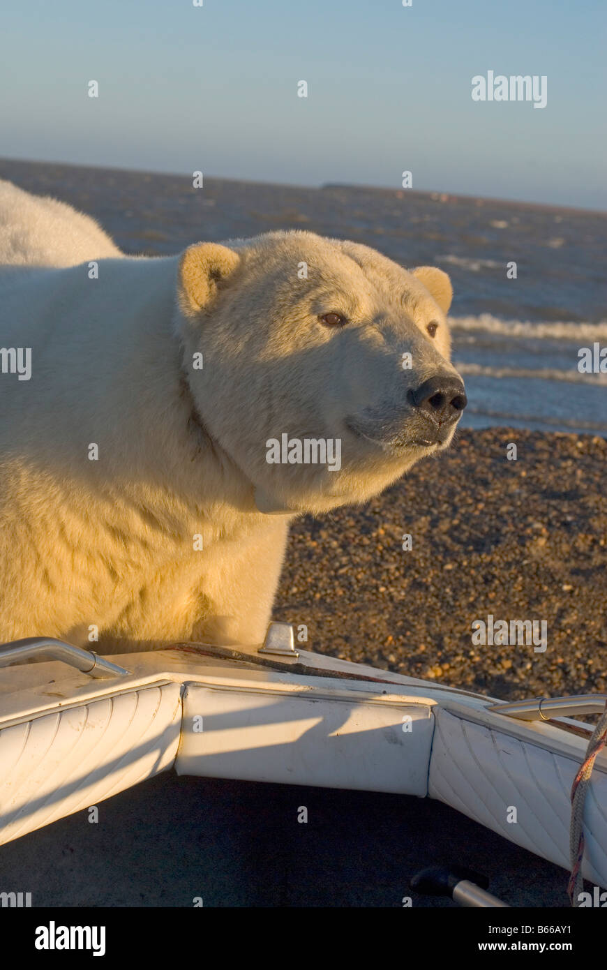 polar bear Ursus maritimus radio collared sow curiously checks out a ...