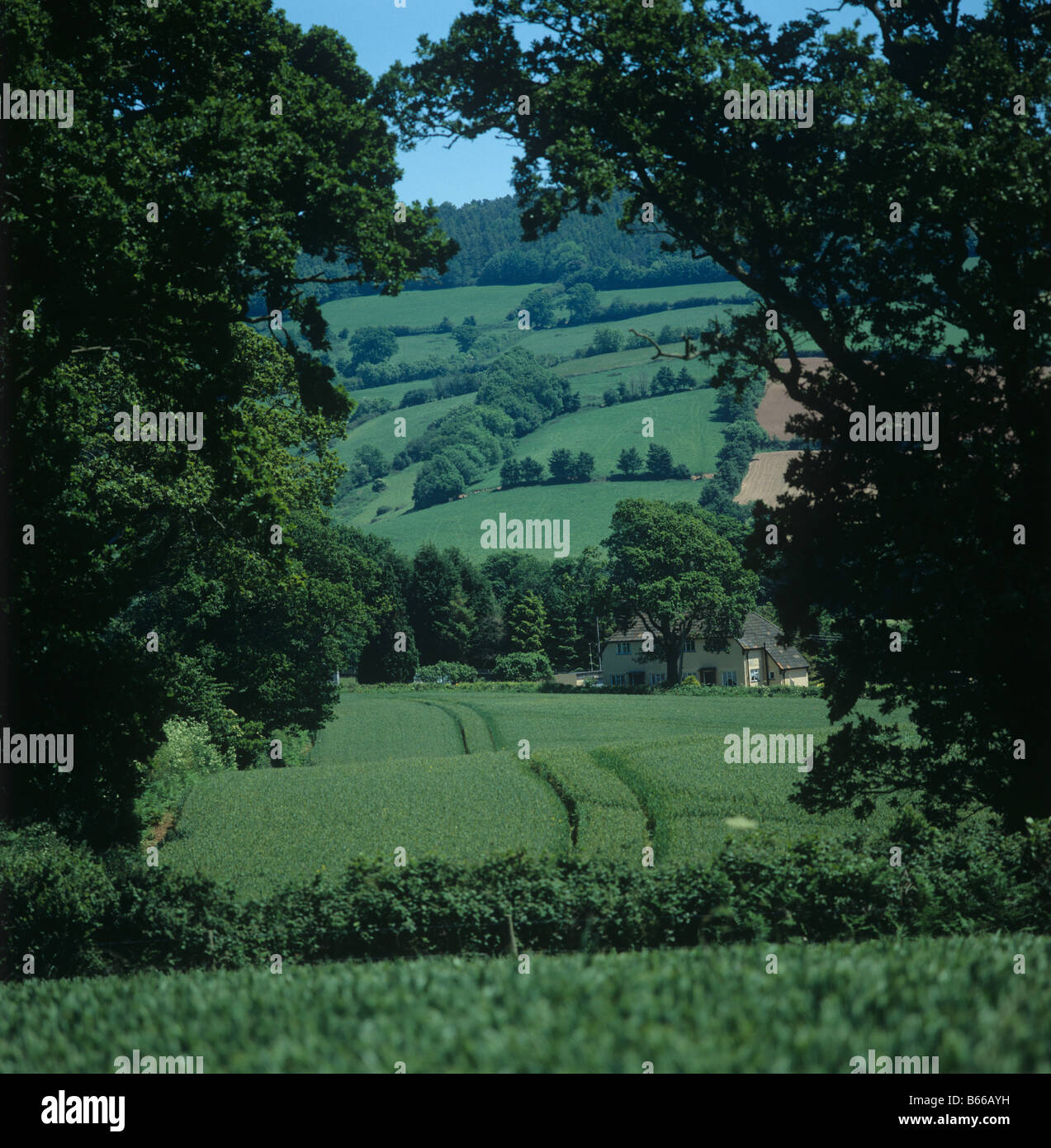 Summer uk farmland fields hi-res stock photography and images - Alamy