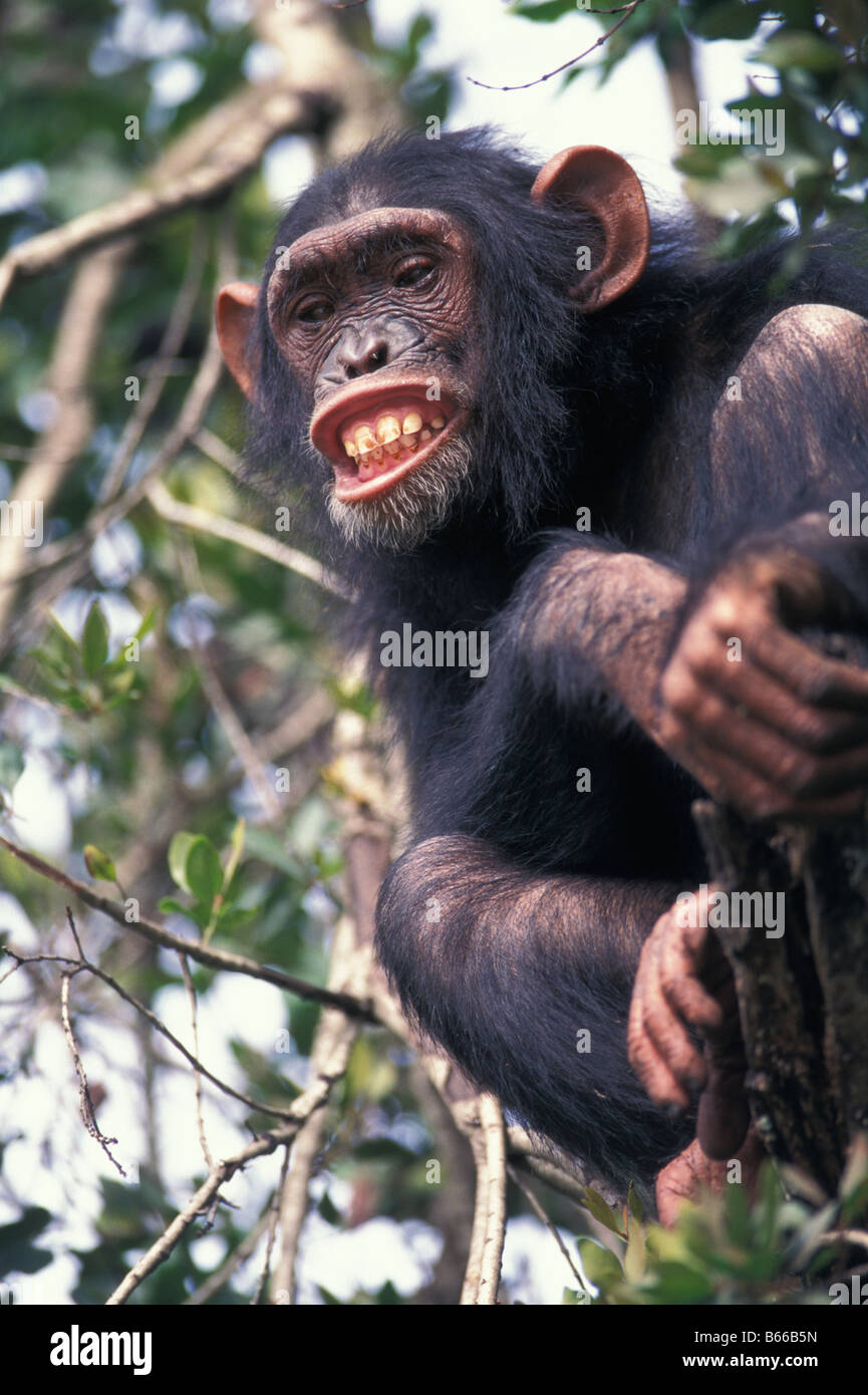 chimpanzee in tree Stock Photo - Alamy