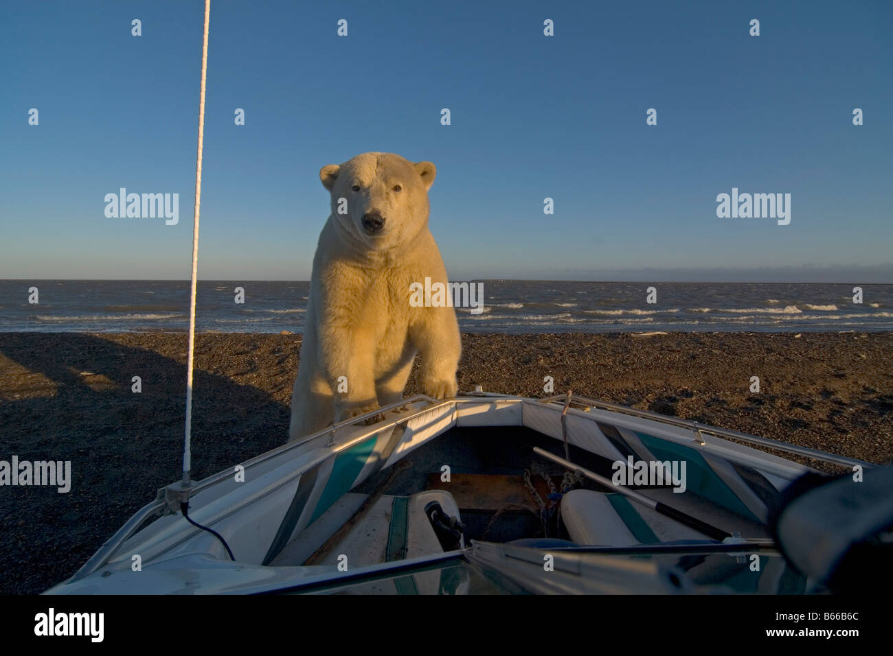 polar bear Ursus maritimus radio collared sow curiously checks out a ...