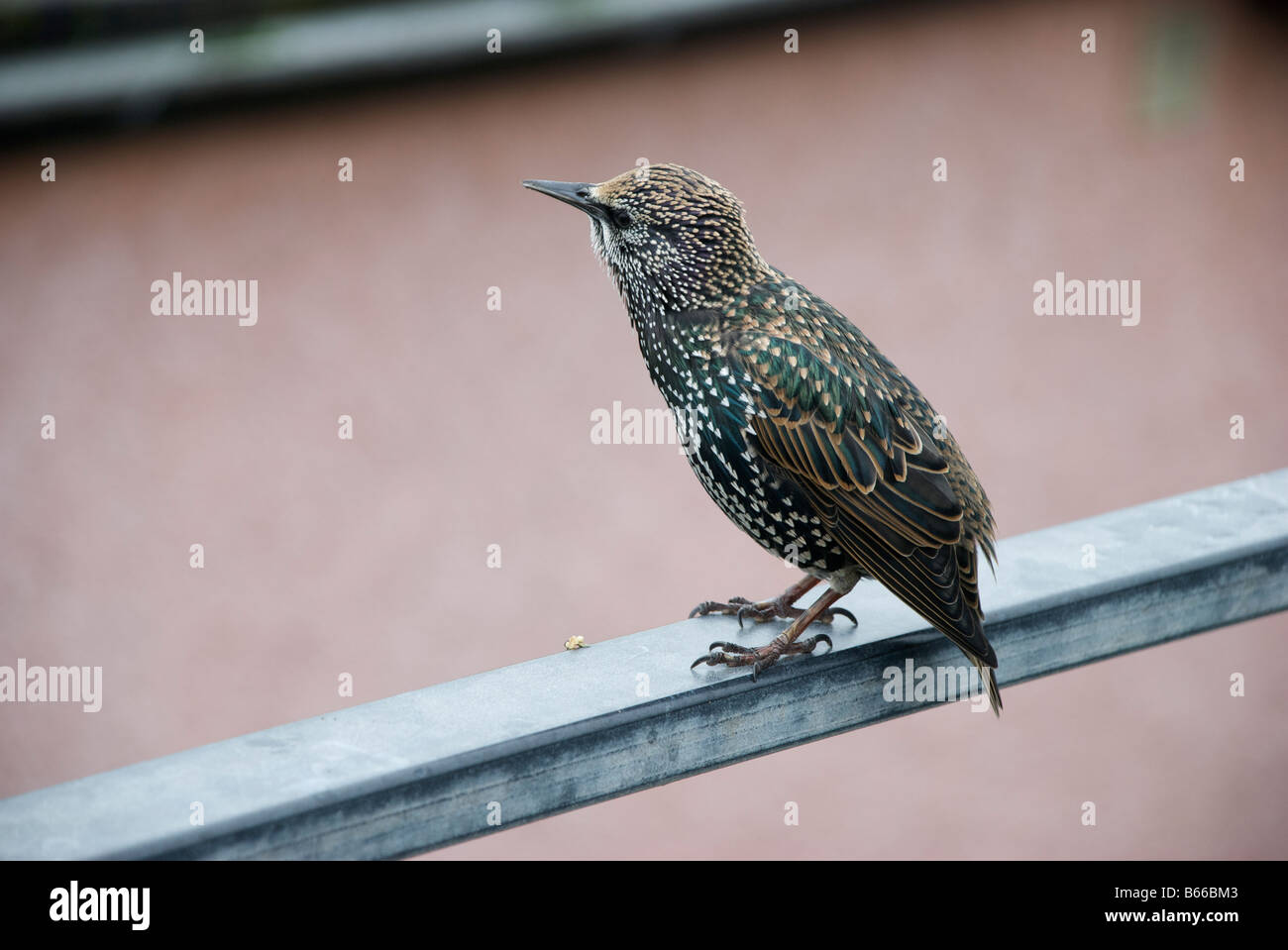 Single starling hi-res stock photography and images - Alamy