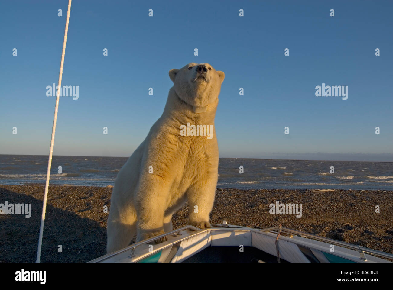 polar bear Ursus maritimus radio collared sow curiously checks out a ...