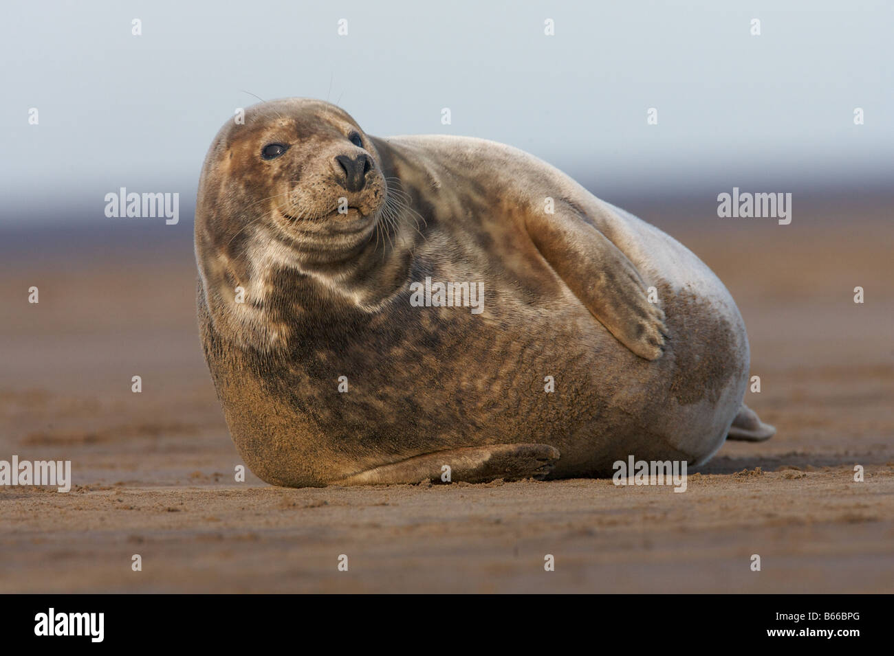 Grey seal at donna nook Stock Photo - Alamy