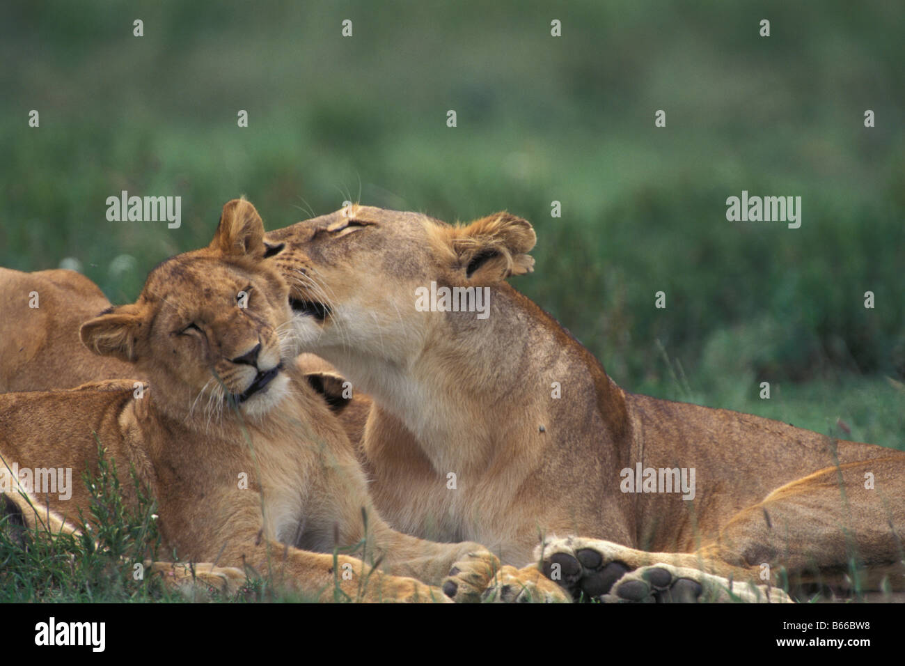mother lion grooming cub Stock Photo - Alamy