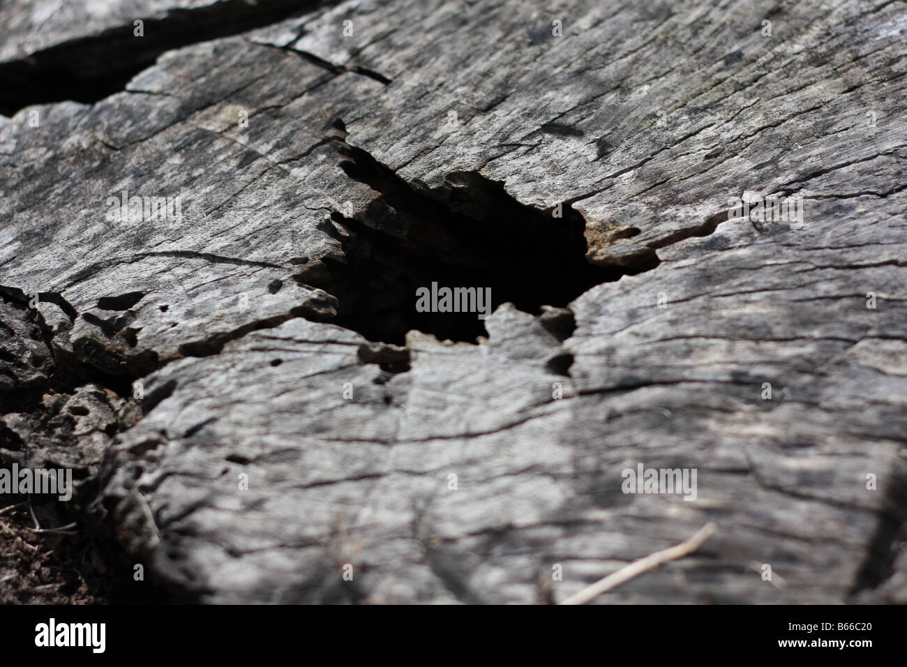 Rot stump hi-res stock photography and images - Alamy