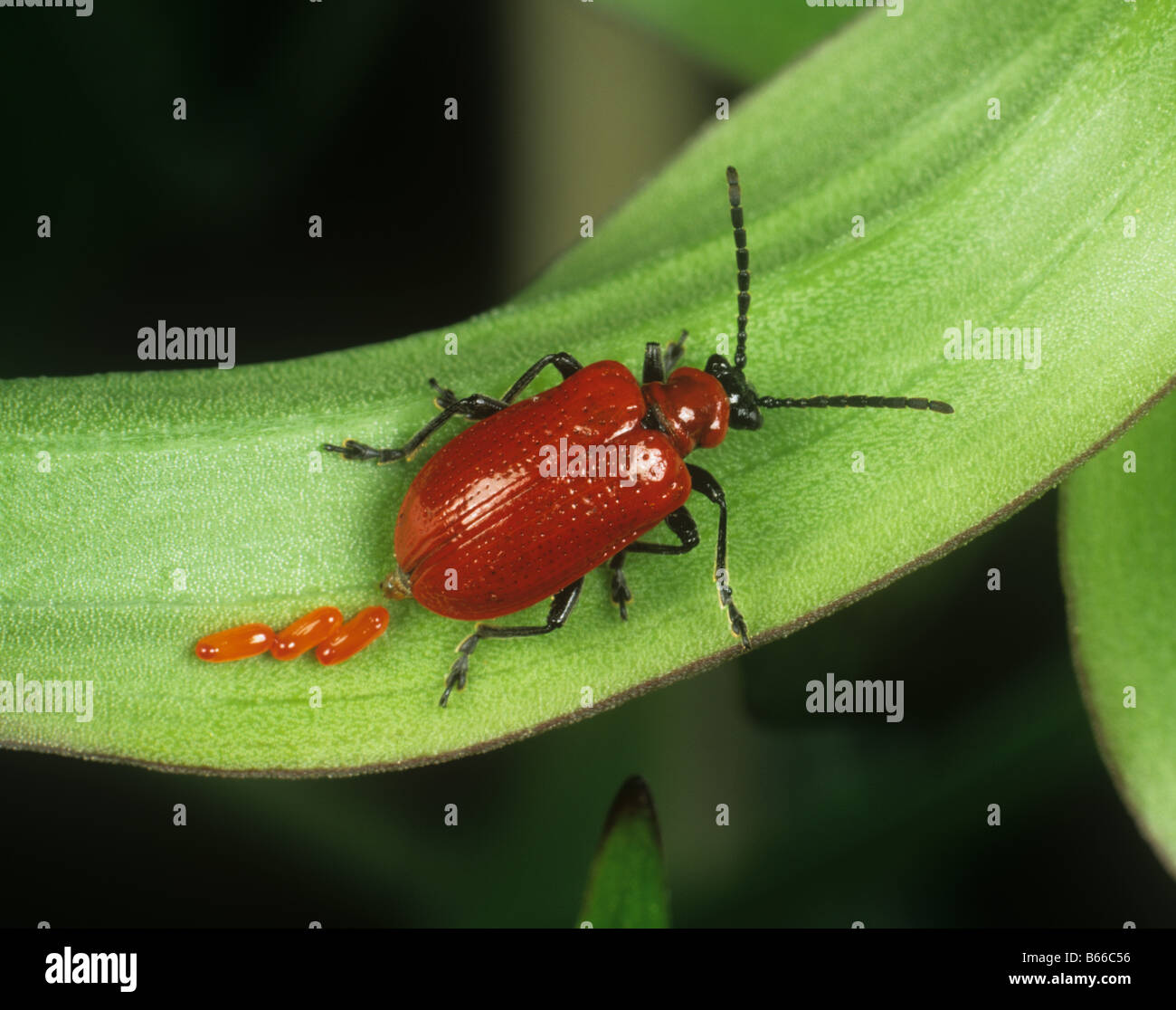 Lily beetle lilioceris lilii female hi-res stock photography and images ...