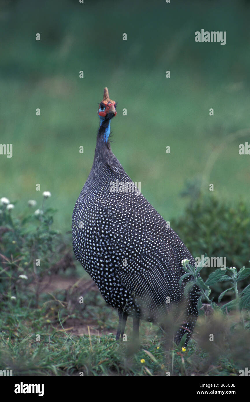 Helmeted guineafowl standing in grass Stock Photo - Alamy