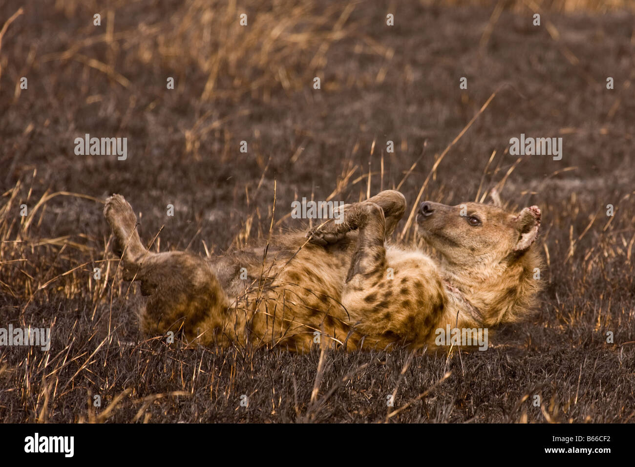 a hyena rolling around on the serengeti Stock Photo - Alamy