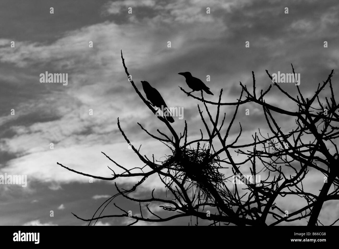 A pair of crows, guarding their fragile nest Stock Photo - Alamy