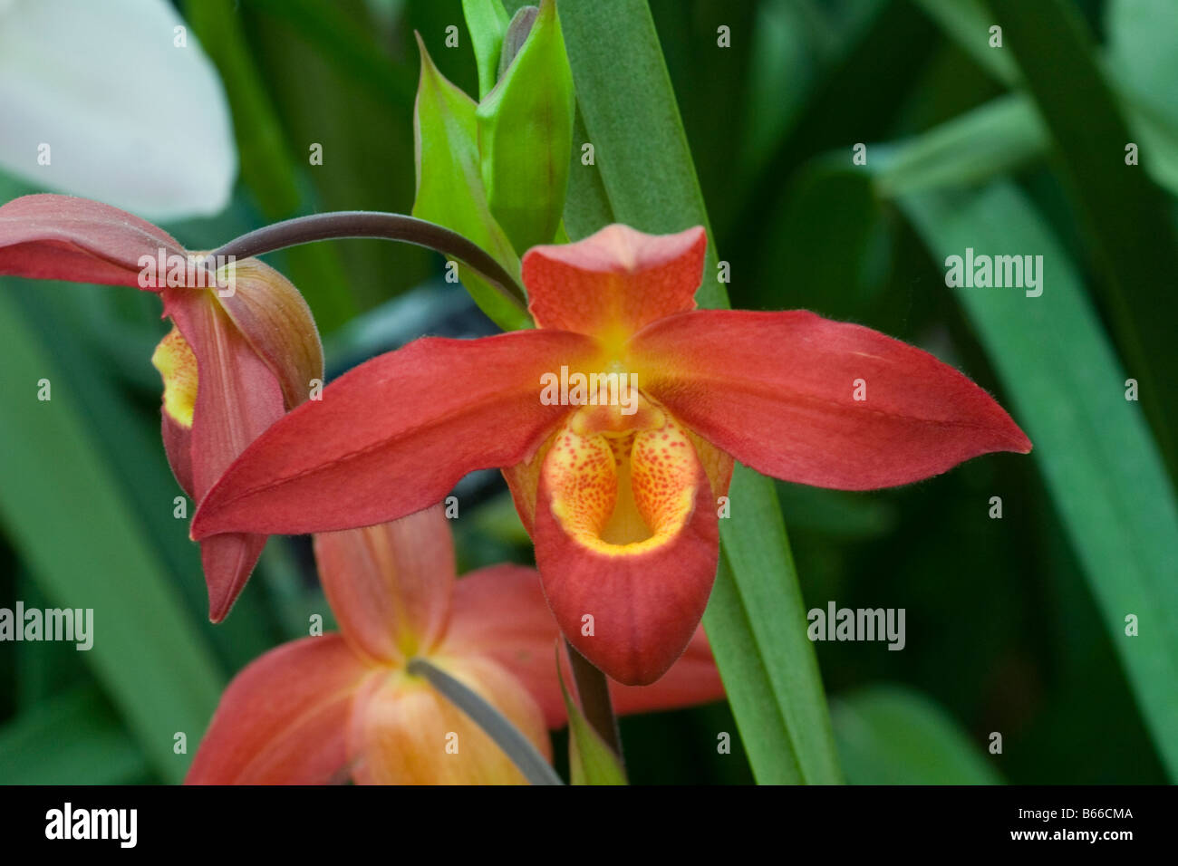 Orchid phragmipedium hi-res stock photography and images - Alamy