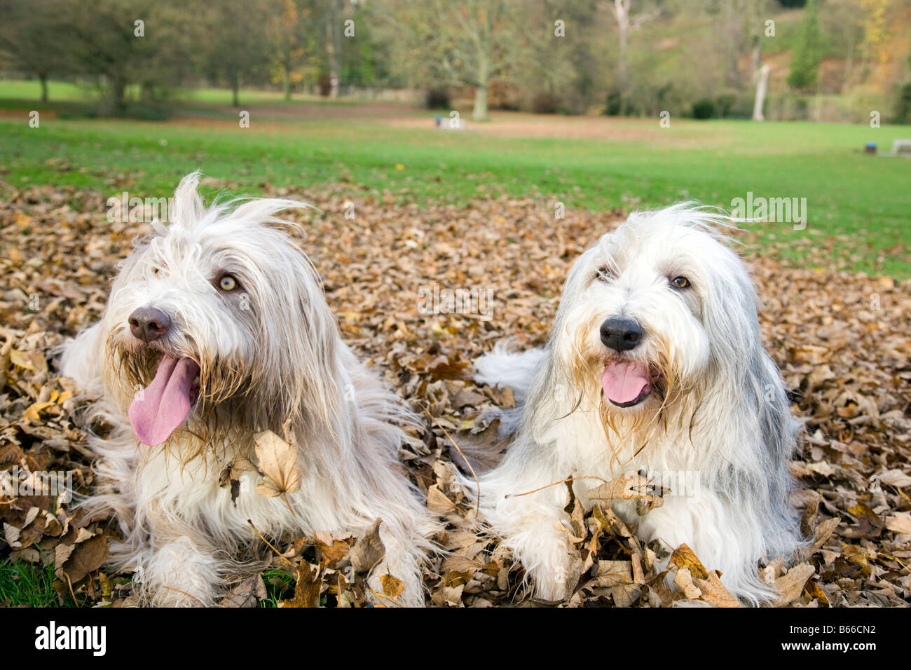 Two adult bearded collies playing together on the grass making eye ...