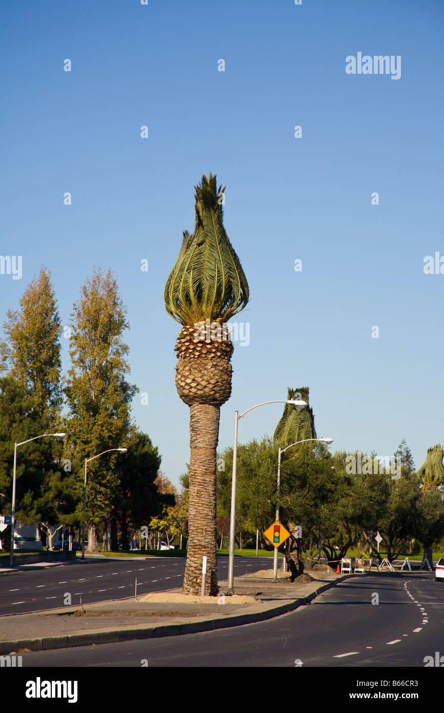 Palm Tree shaped like tulip Stock Photo - Alamy