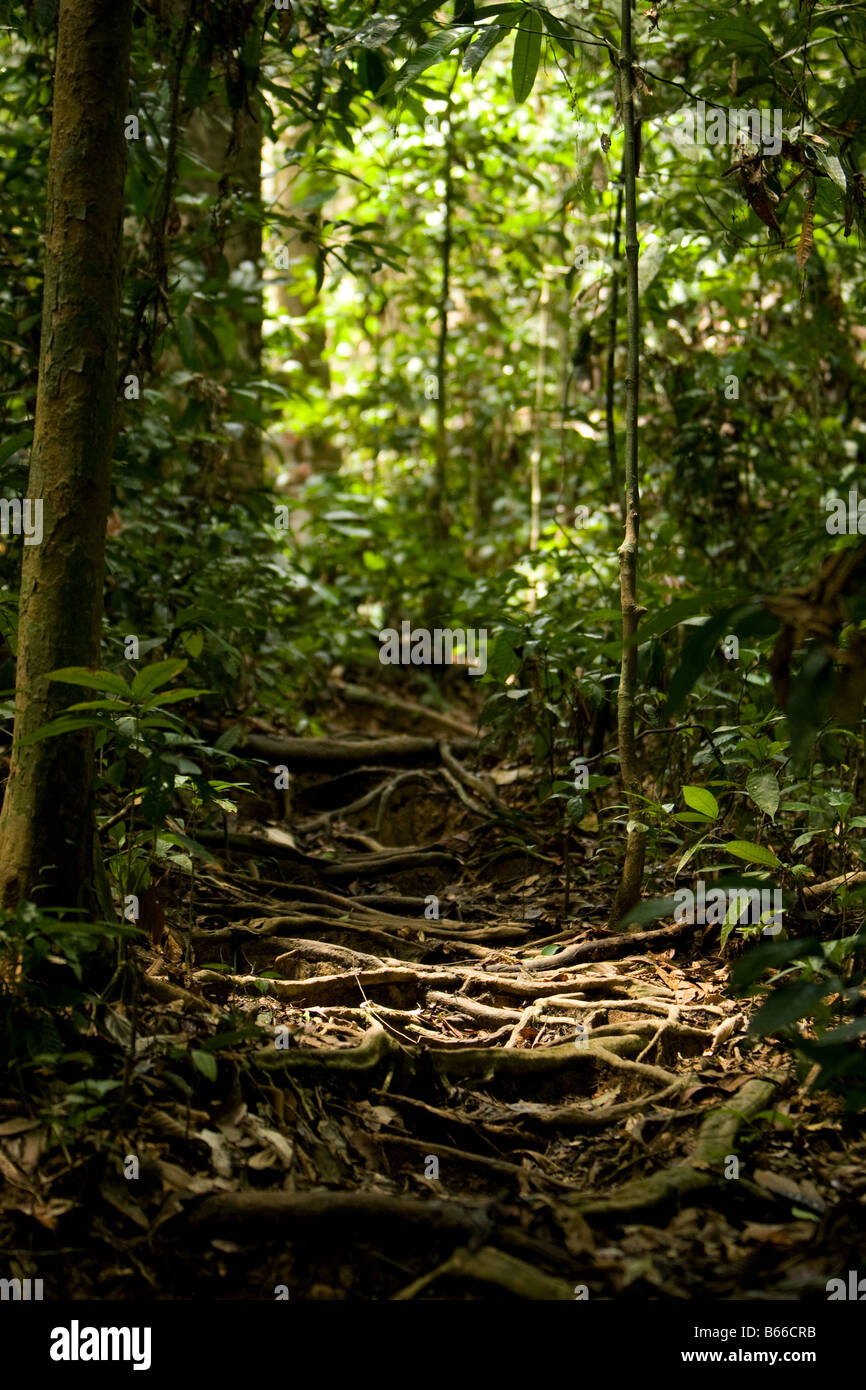 Malaysia jungle plant hi-res stock photography and images - Alamy