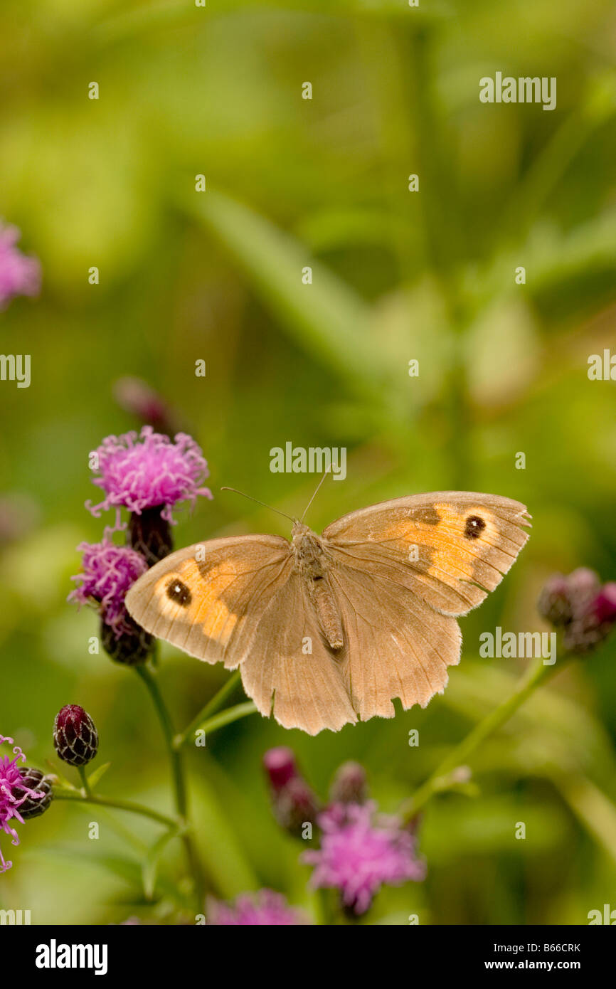Gatekeeper butterflies hi-res stock photography and images - Alamy