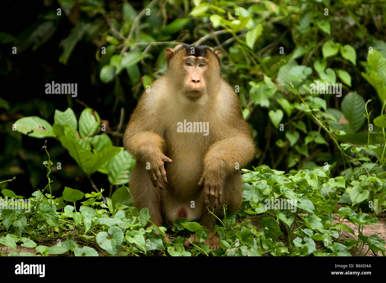 Long tailed Macaque (Macaca fascicularis) - Sepilok Rehabilitation ...