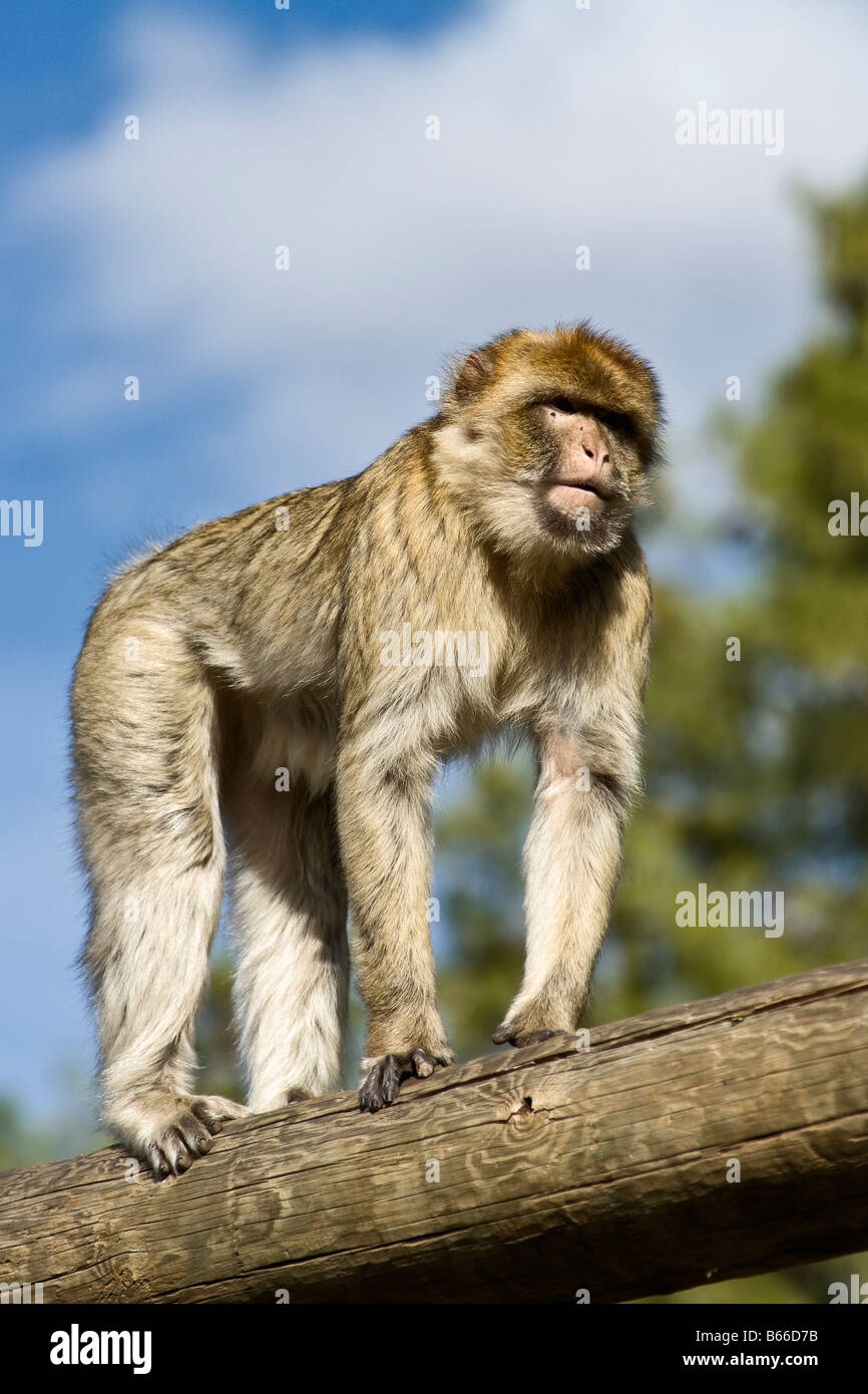 Berberian hi-res stock photography and images - Alamy