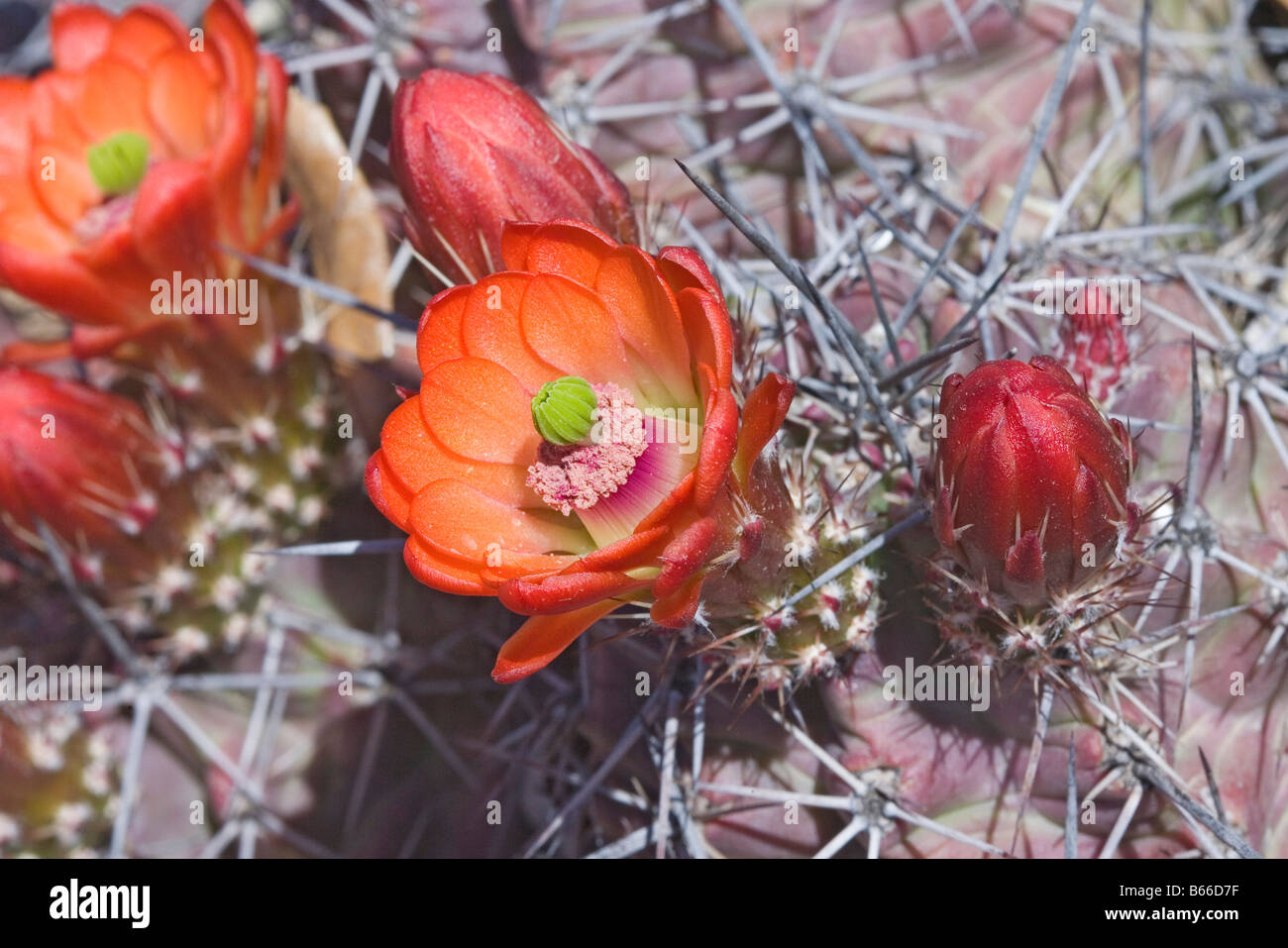 Scarlet hedgehog echinocereus coccineus hi-res stock photography and ...