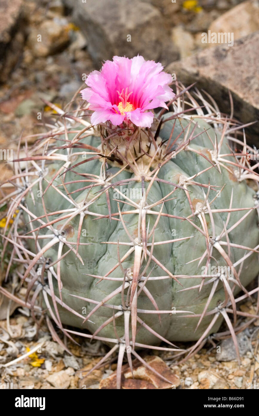 Claw cactus hi-res stock photography and images - Alamy