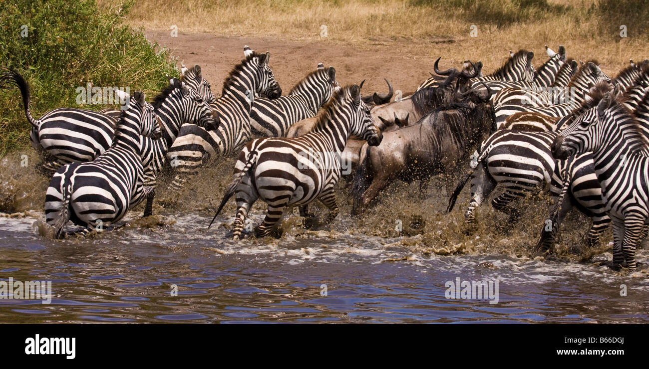 Zebra and water buffalo charging out of a watering hole in the ...
