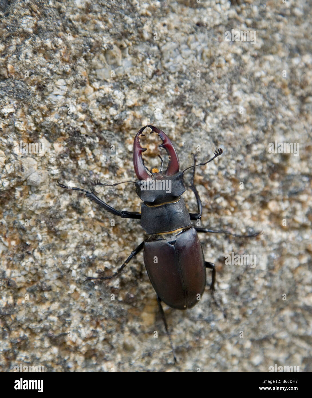 Male stag beetle on rock surface Stock Photo - Alamy
