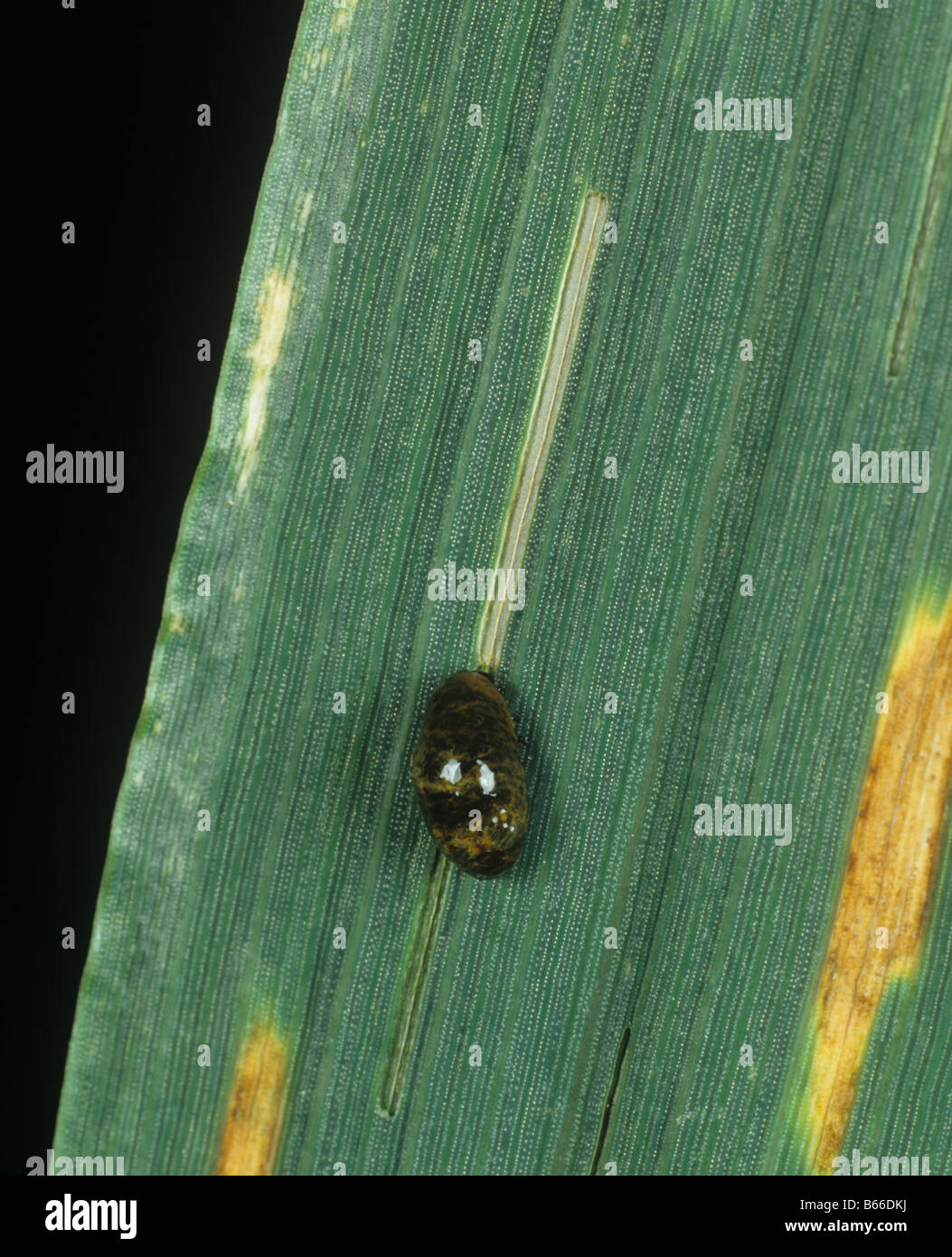 Cereal leaf beetle Oulema melanopus larva stripping the epidermis of a ...