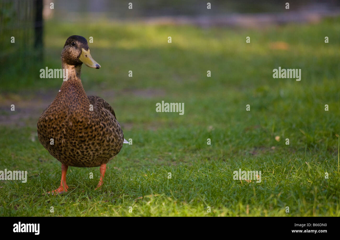 Boston duck hi-res stock photography and images - Alamy