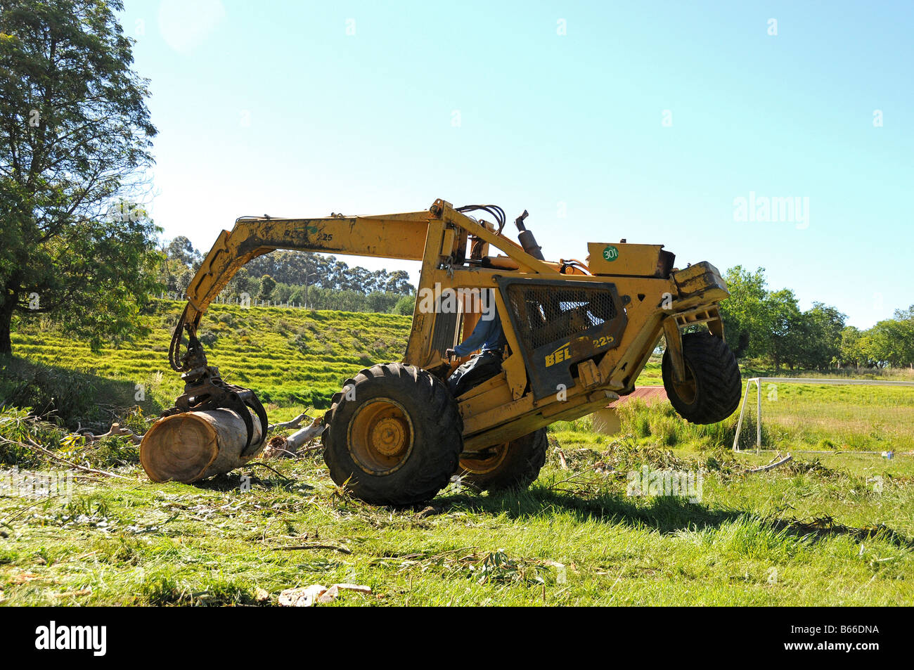 Skidder tractor loading Blue Gum logs Stock Photo - Alamy