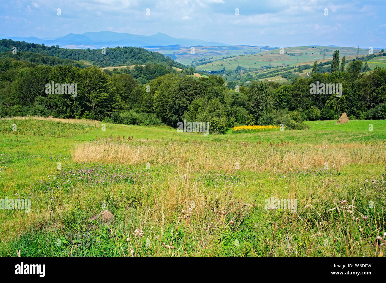 Field, Carpathians, Zakarpattia Oblast (Transcarpathian,Transcarpathia ...