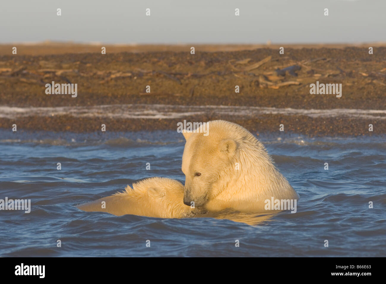 polar bears Ursus maritimus sow with spring cub curiously check out the ...