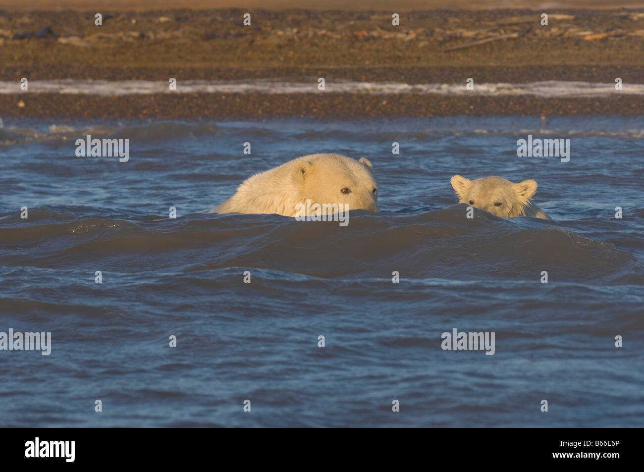 polar bears Ursus maritimus sow with spring cub curiously check out the ...