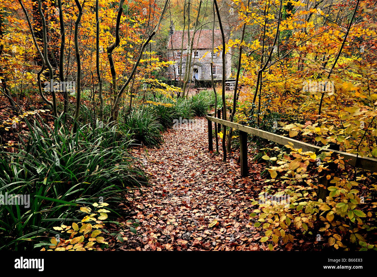 Sneaton forest hi-res stock photography and images - Alamy