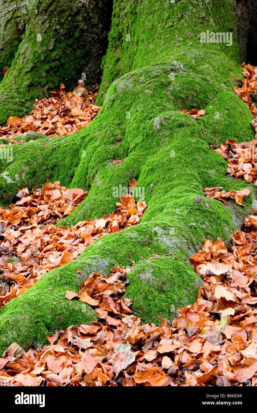Beech tree roots, England, UK Stock Photo - Alamy
