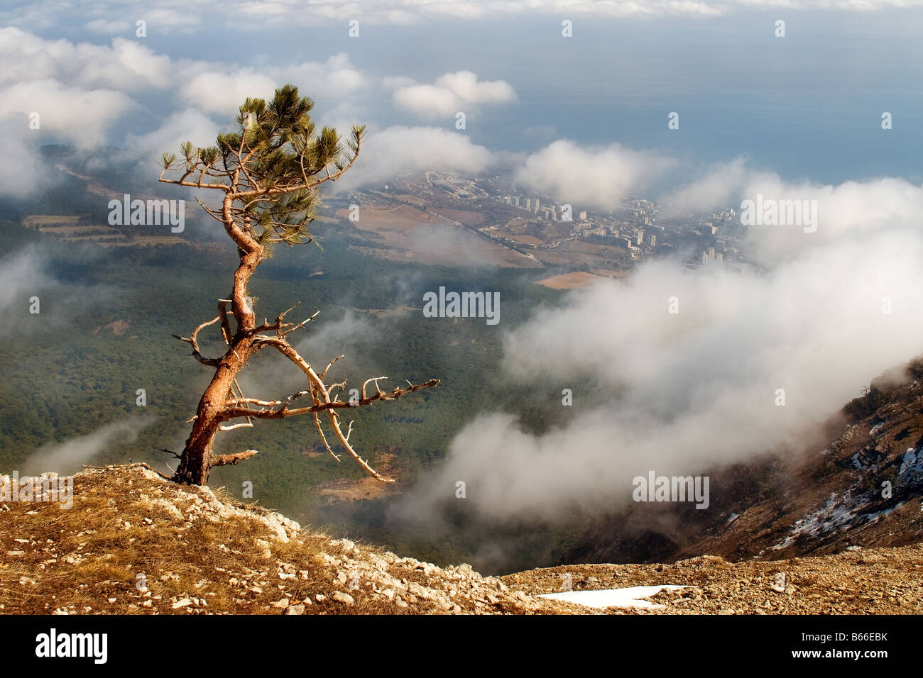 Crimean pine hi-res stock photography and images - Alamy