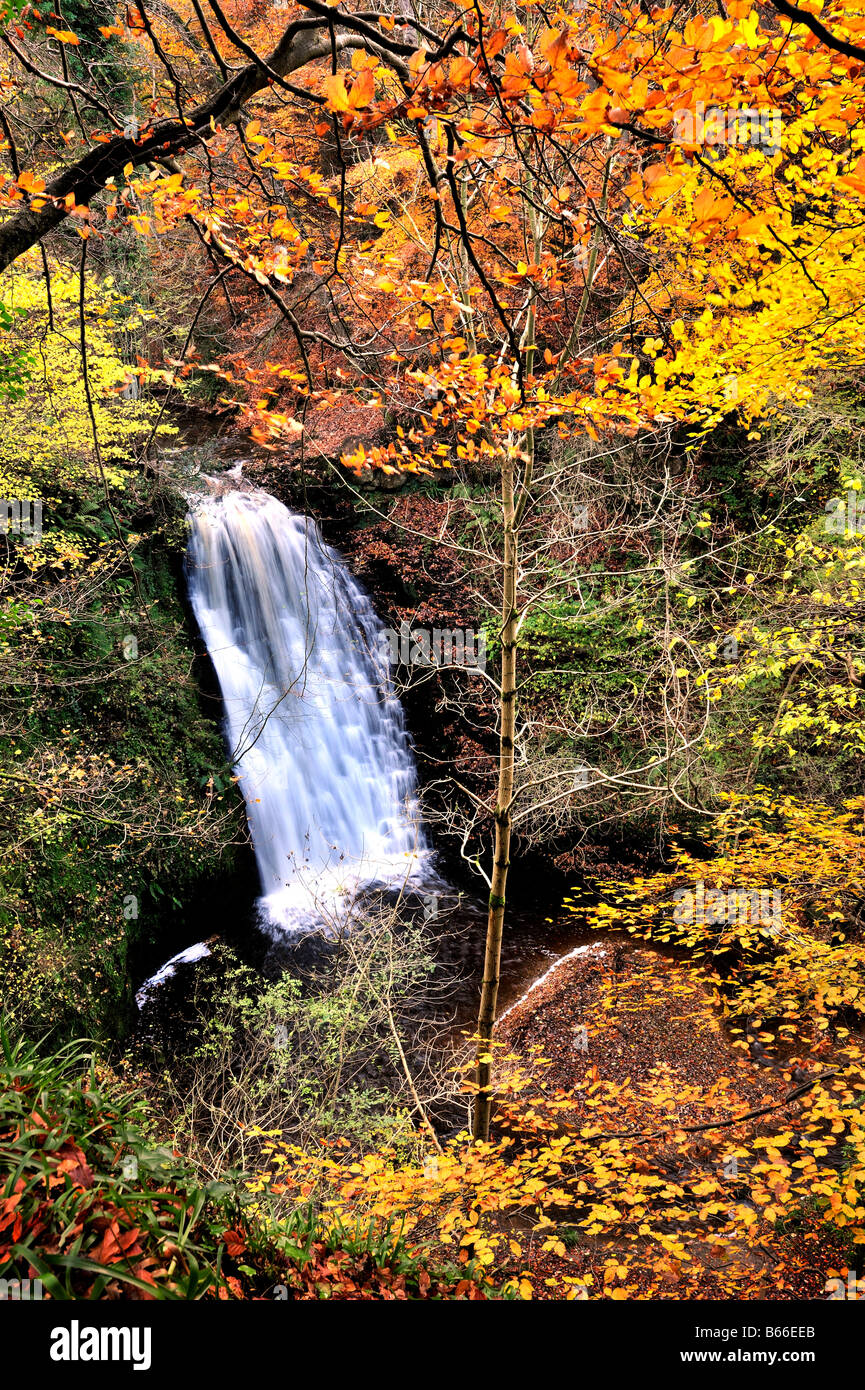Sneaton forest hi-res stock photography and images - Alamy